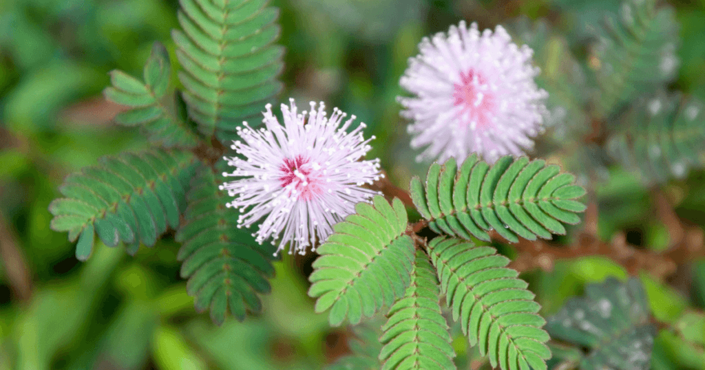 Mimosa Pudica: Beneficios y Usos Medicinales de la Planta Sensitiva
