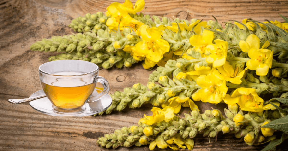 Gordolobo: Usos, Beneficios y Recetas Naturales