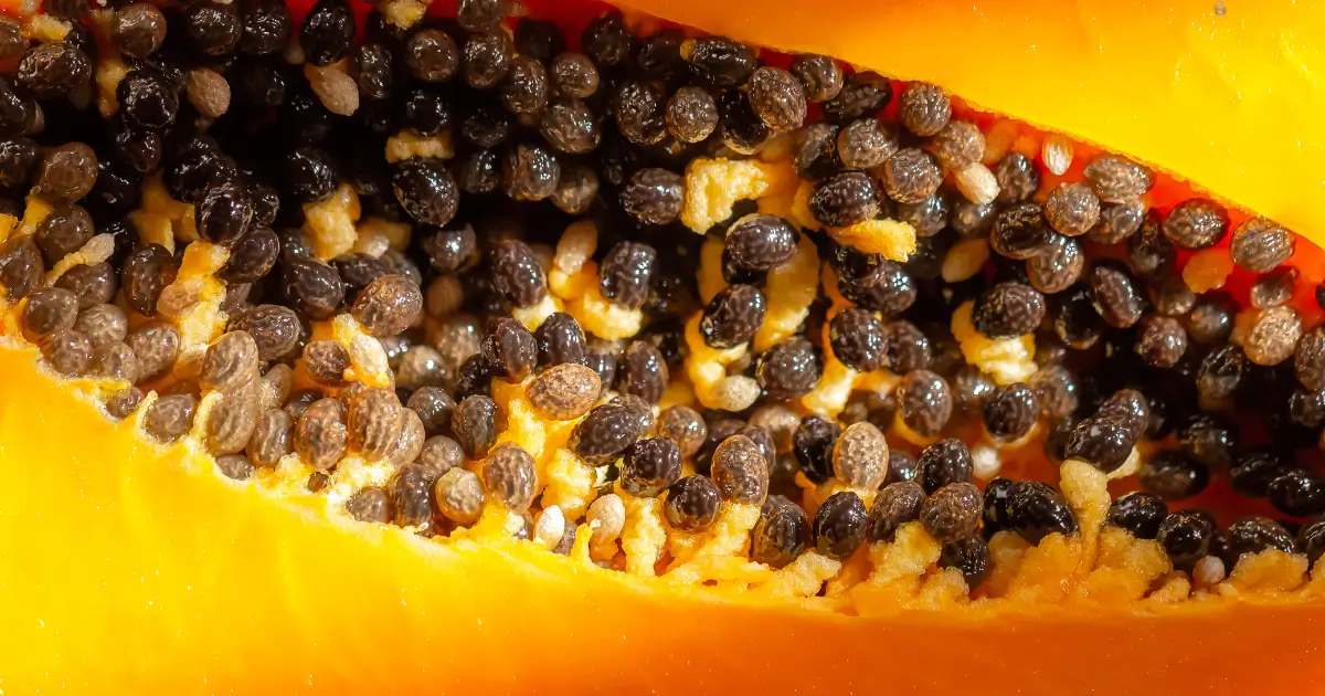 Semillas de papaya: cómo masticar 4 al día y sus beneficios